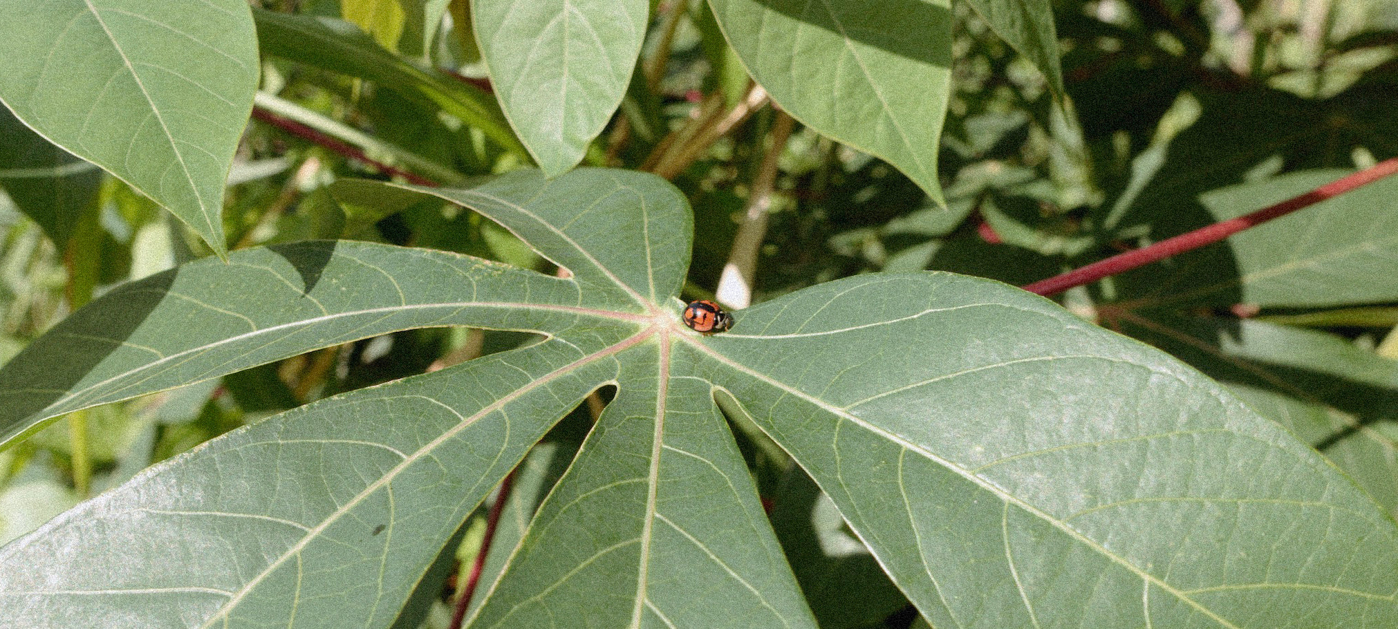 Basic Steps towards a Sustainable Lifestyle – Slowood